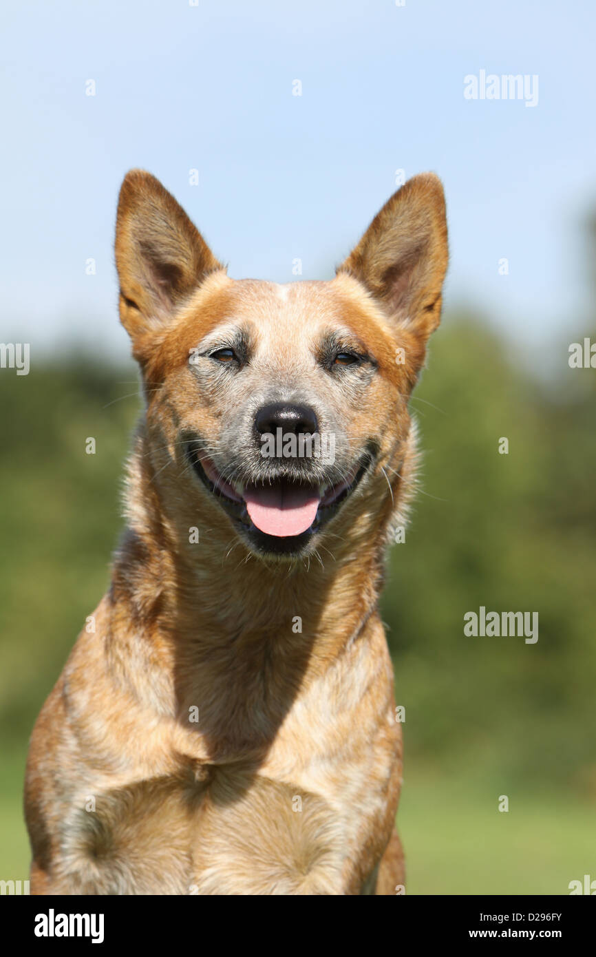 Dog Australian Cattle Dog adult (red) portrait Stock Photo - Alamy
