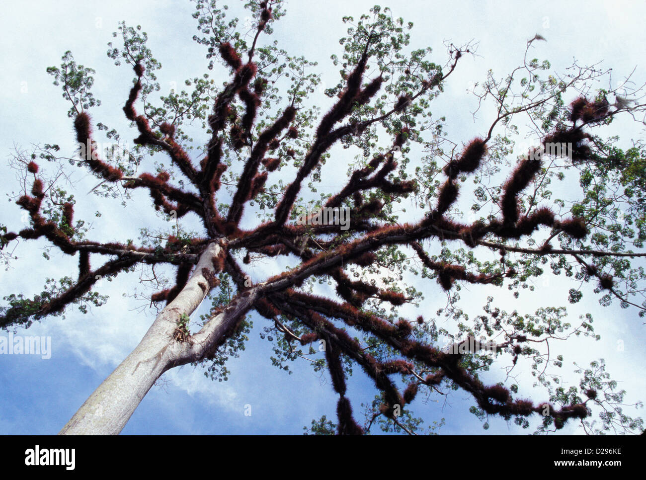 Mayan Ceiba Tree High Resolution Stock Photography and Images - Alamy