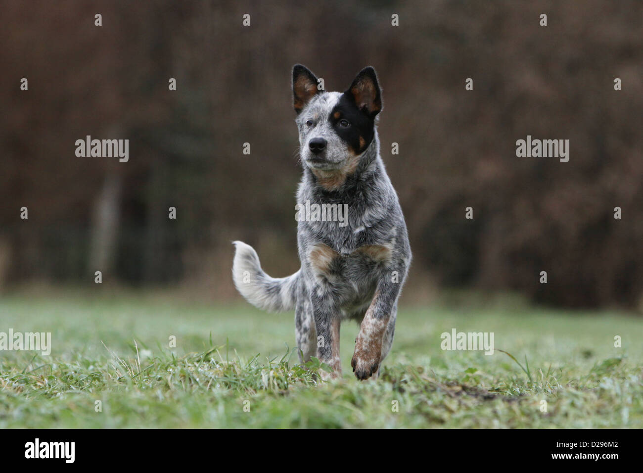 Dog Australian Cattle Dog puppy (Blue) running in a meadow Stock Photo ...