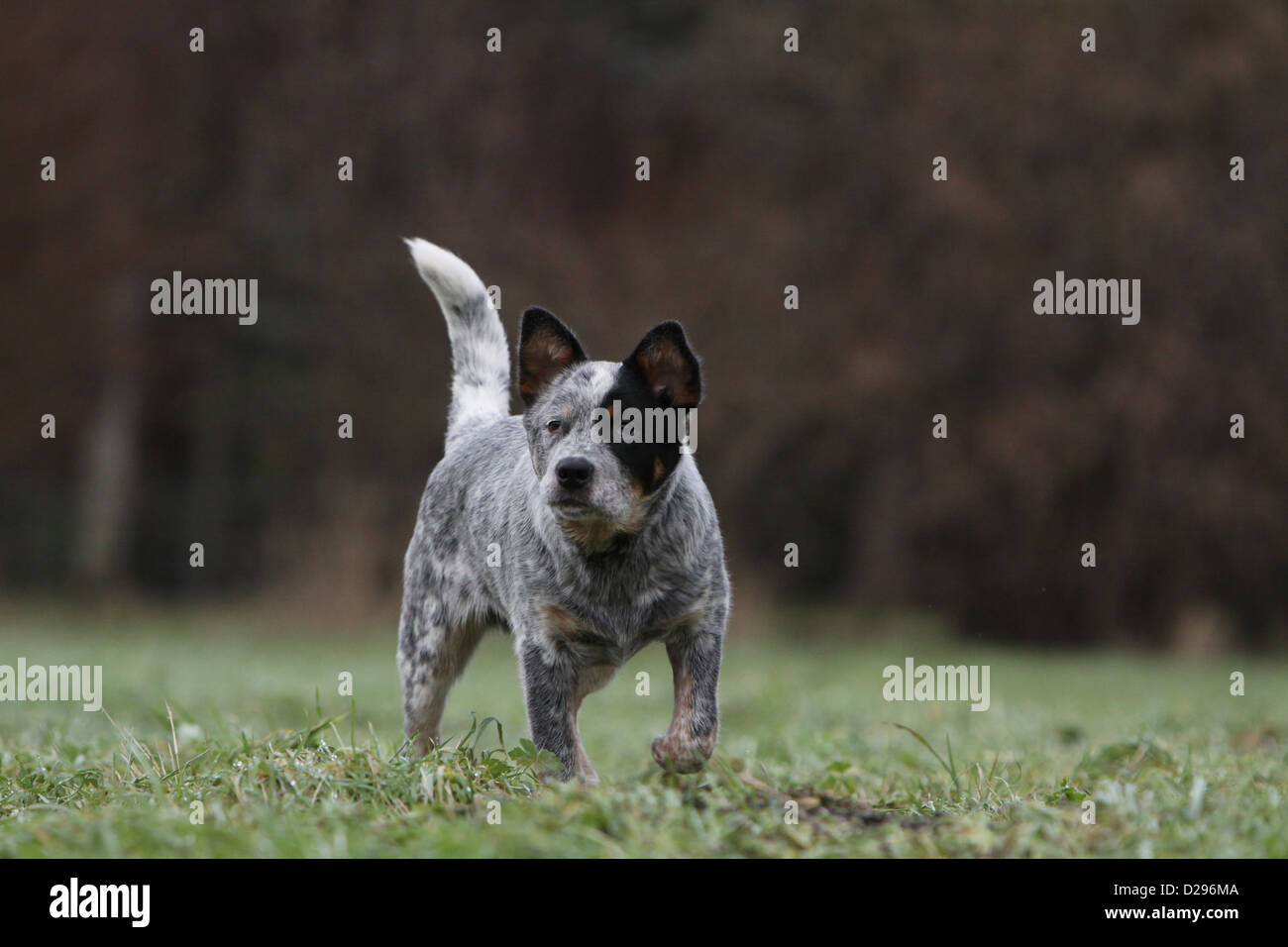 Dog Australian Cattle Dog puppy (Blue) running in a meadow Stock Photo ...