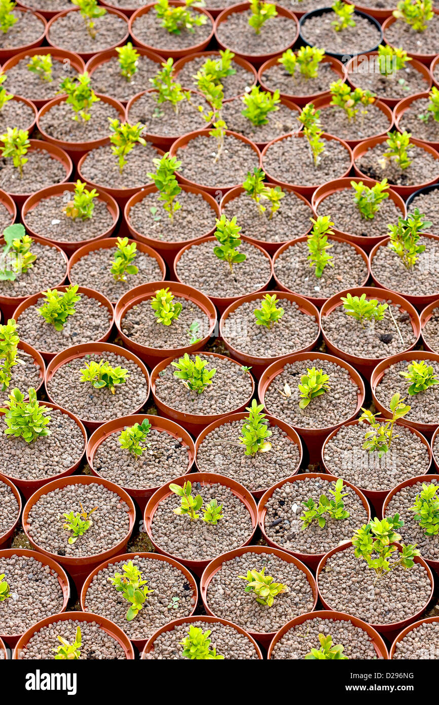 Cultivation grow hi-res stock photography and images - Alamy