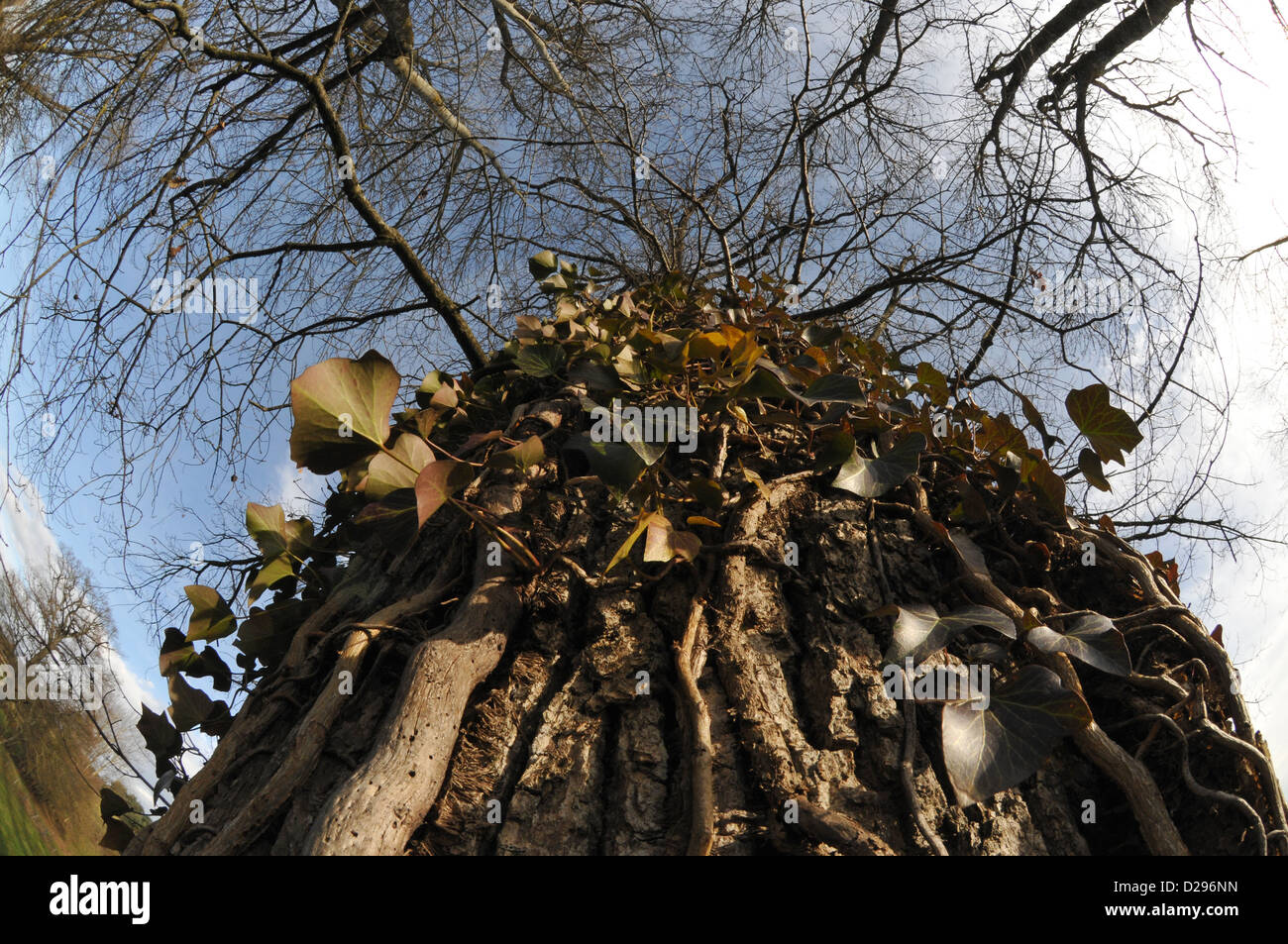 ivy-on-a-trunc-with-blue-sky-in-a-fisheye-aspect-stock-photo-alamy