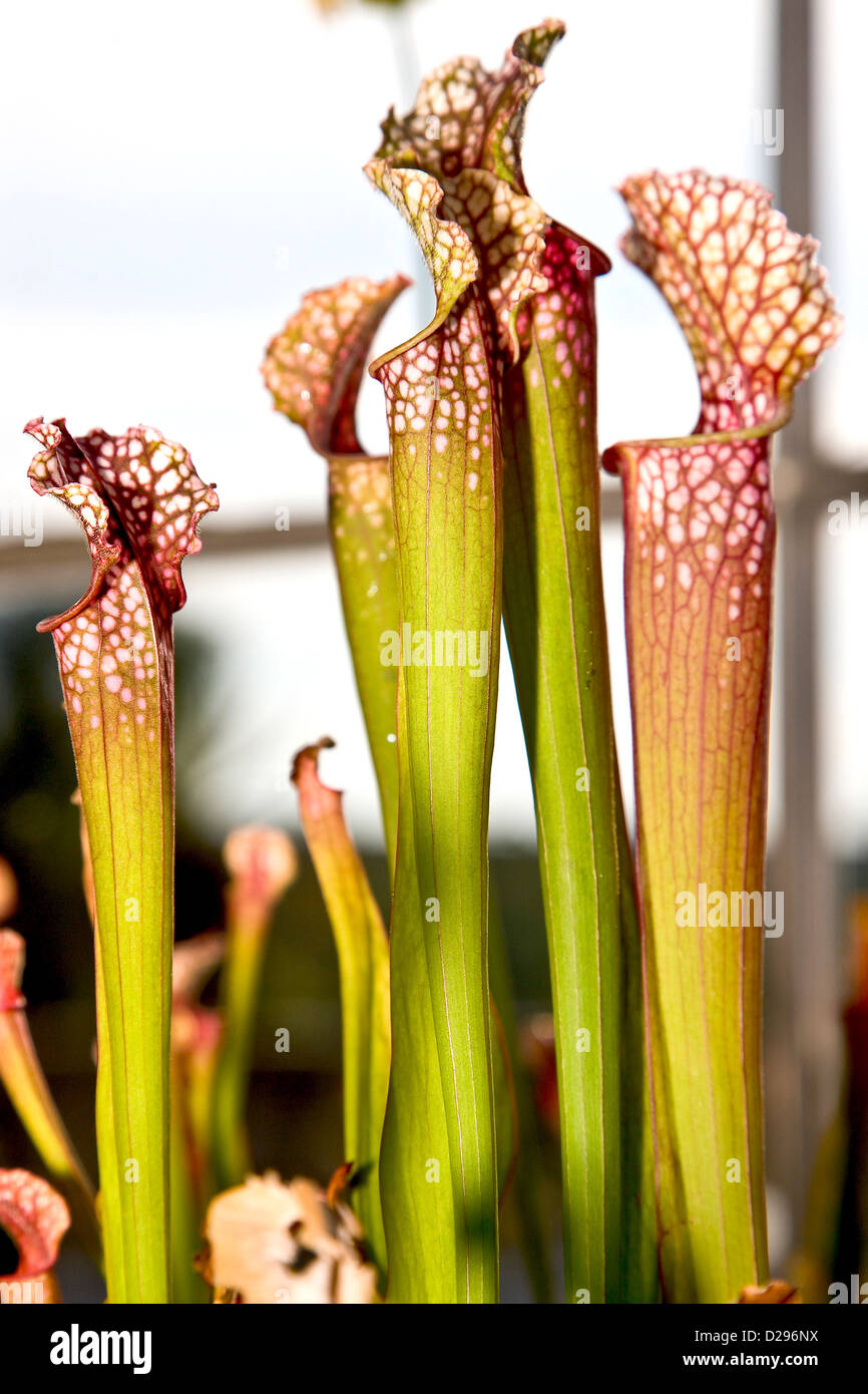 White pitcher plant Stock Photo - Alamy