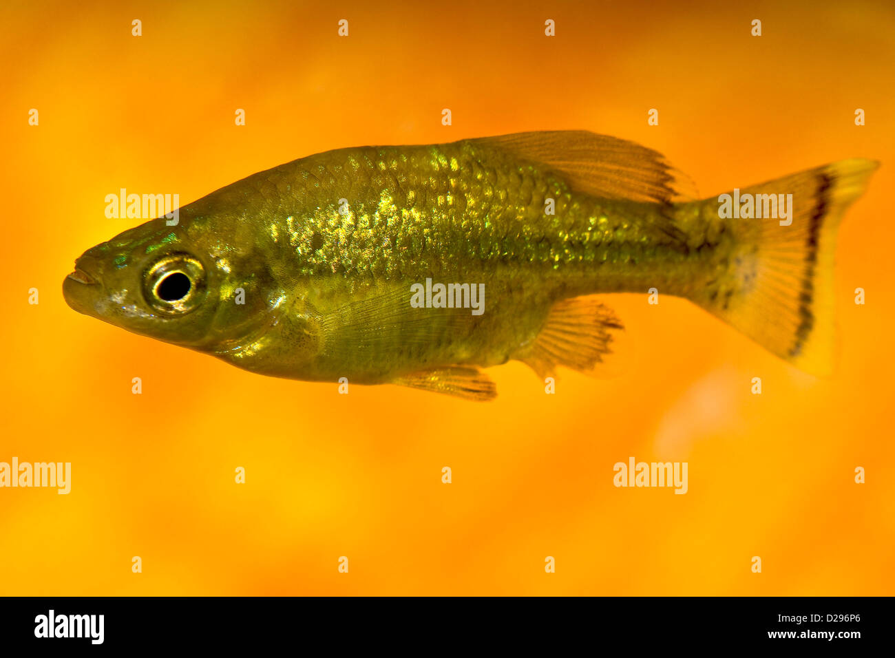 Common goldfish hi-res stock photography and images - Alamy