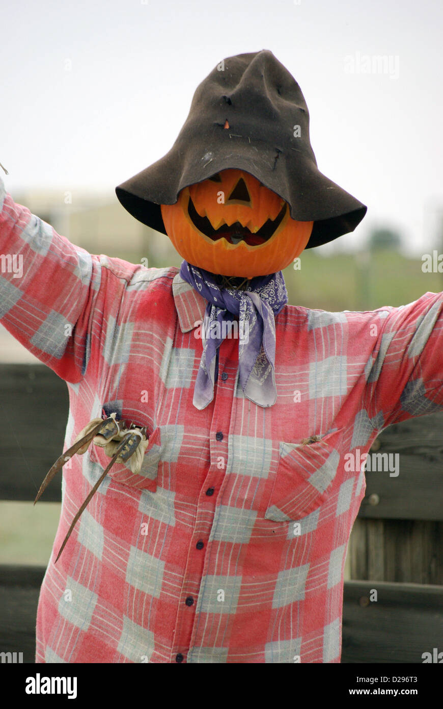 Scarecrow with pumpkin head hi-res stock photography and images - Alamy
