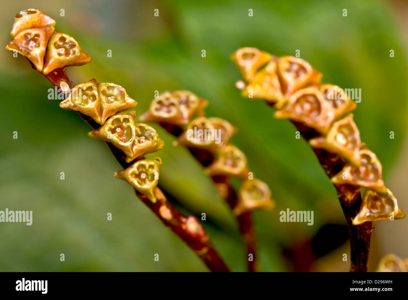 Detail of primulaeflora plant Stock Photo - Alamy