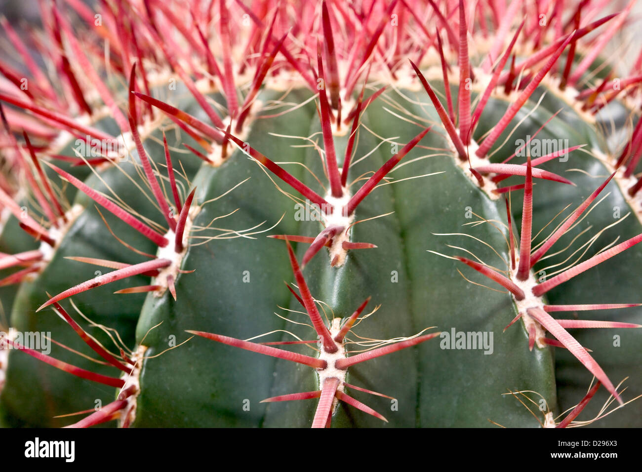 Mexican lime Cactus Stock Photo - Alamy