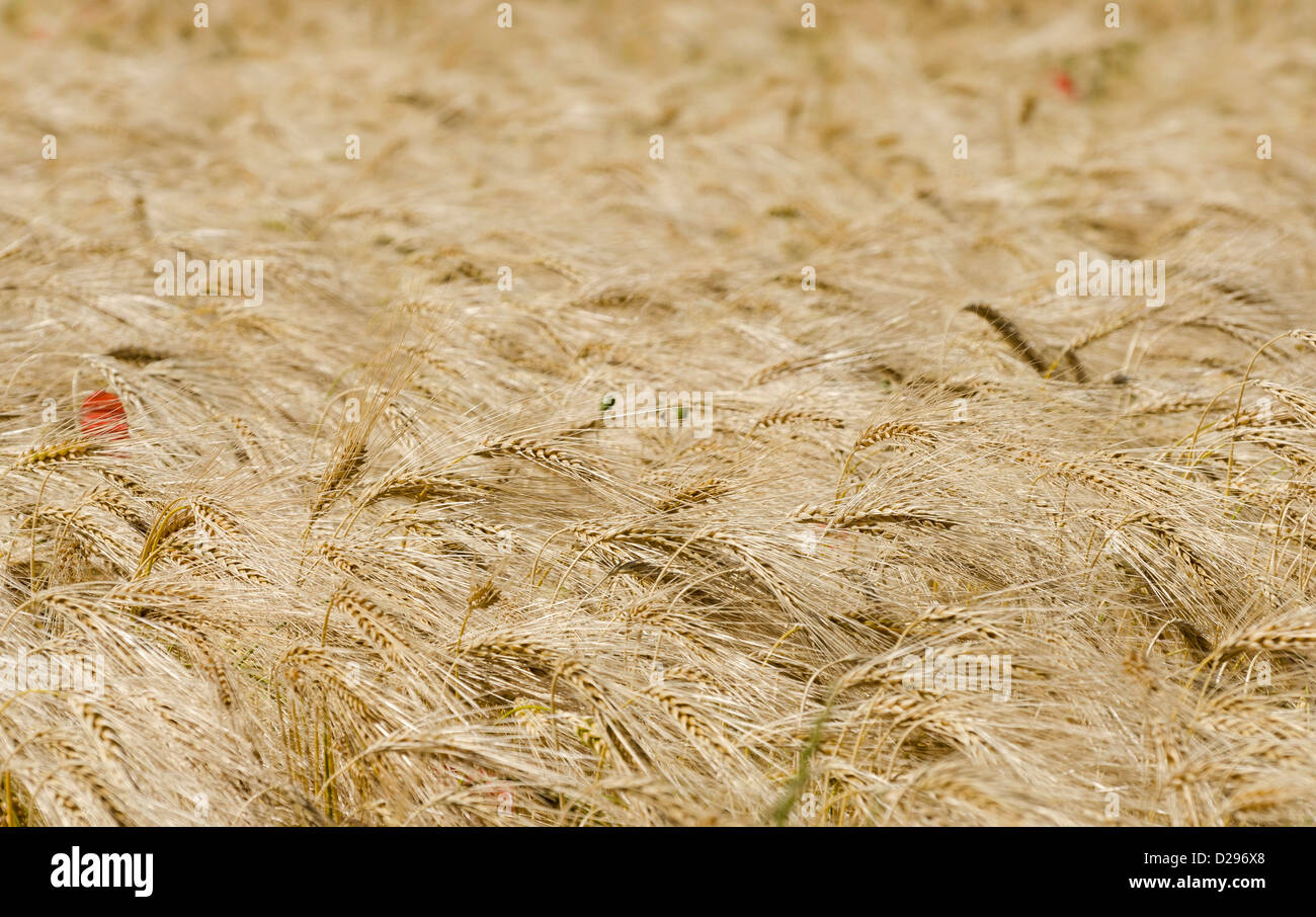 A barley field Stock Photo - Alamy