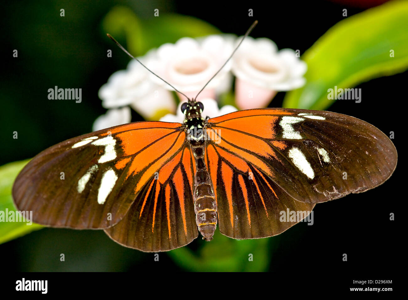 Richly coloured butterfly hi-res stock photography and images - Alamy