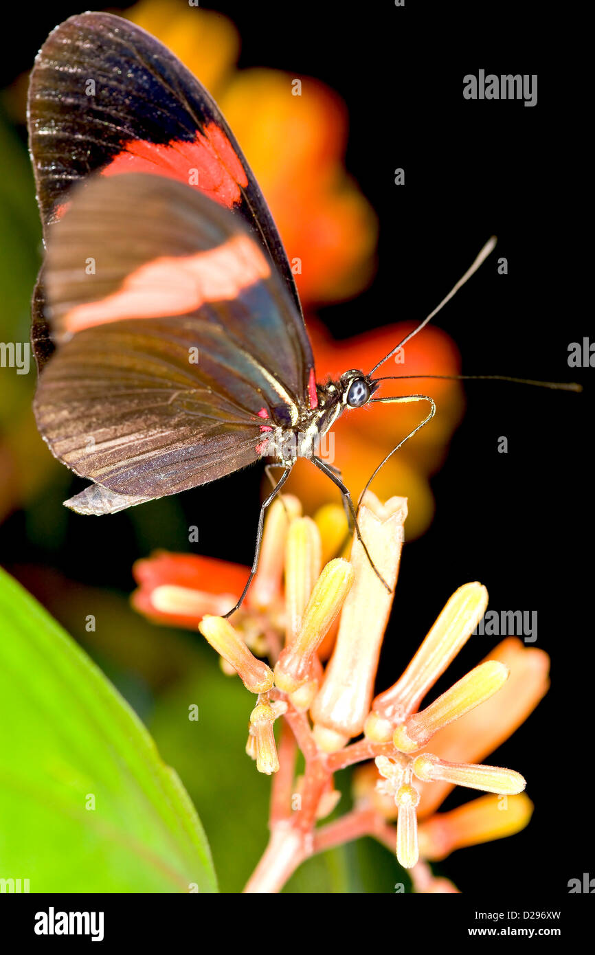 Butterfly with colourful wings hi-res stock photography and images - Alamy