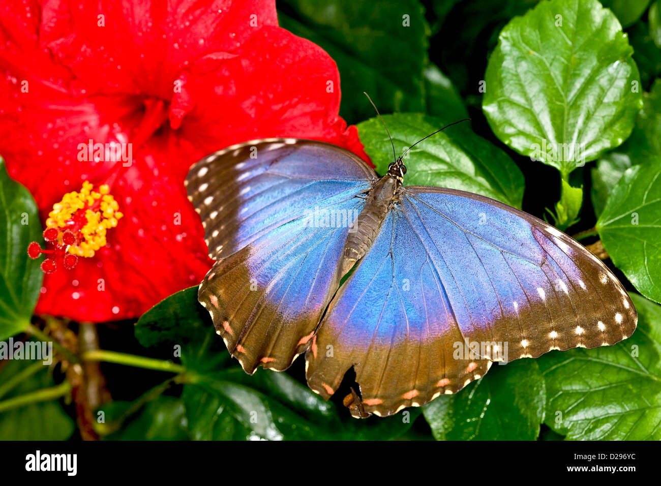 Peleides Blue Morpho Stock Photo - Alamy