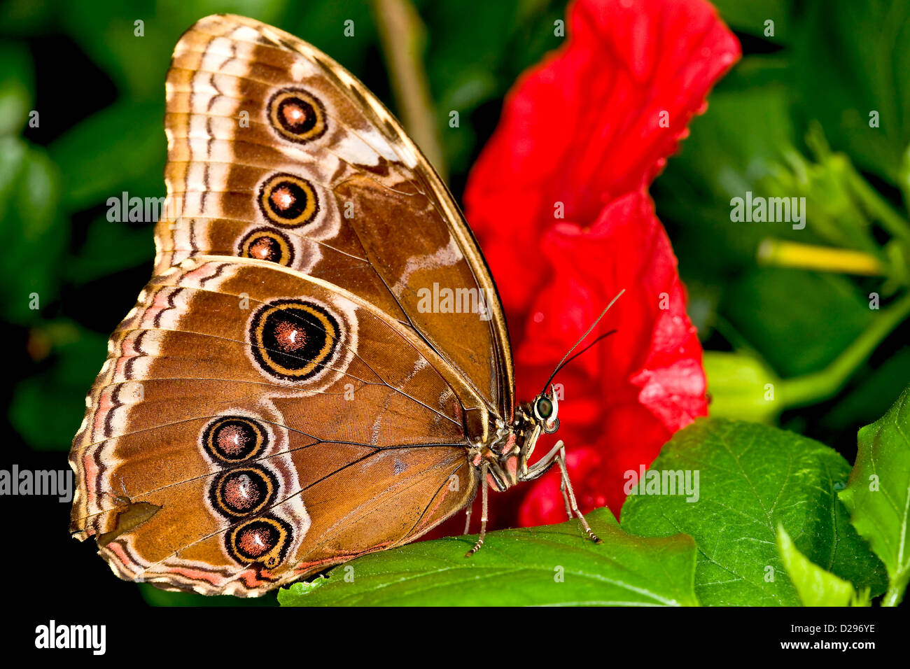 Peleides Blue Morpho Stock Photo - Alamy