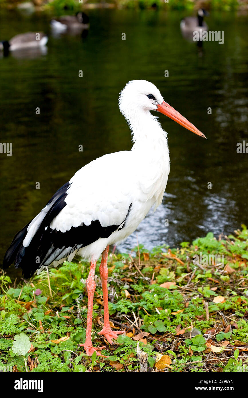 White Stork in wetland Stock Photo - Alamy