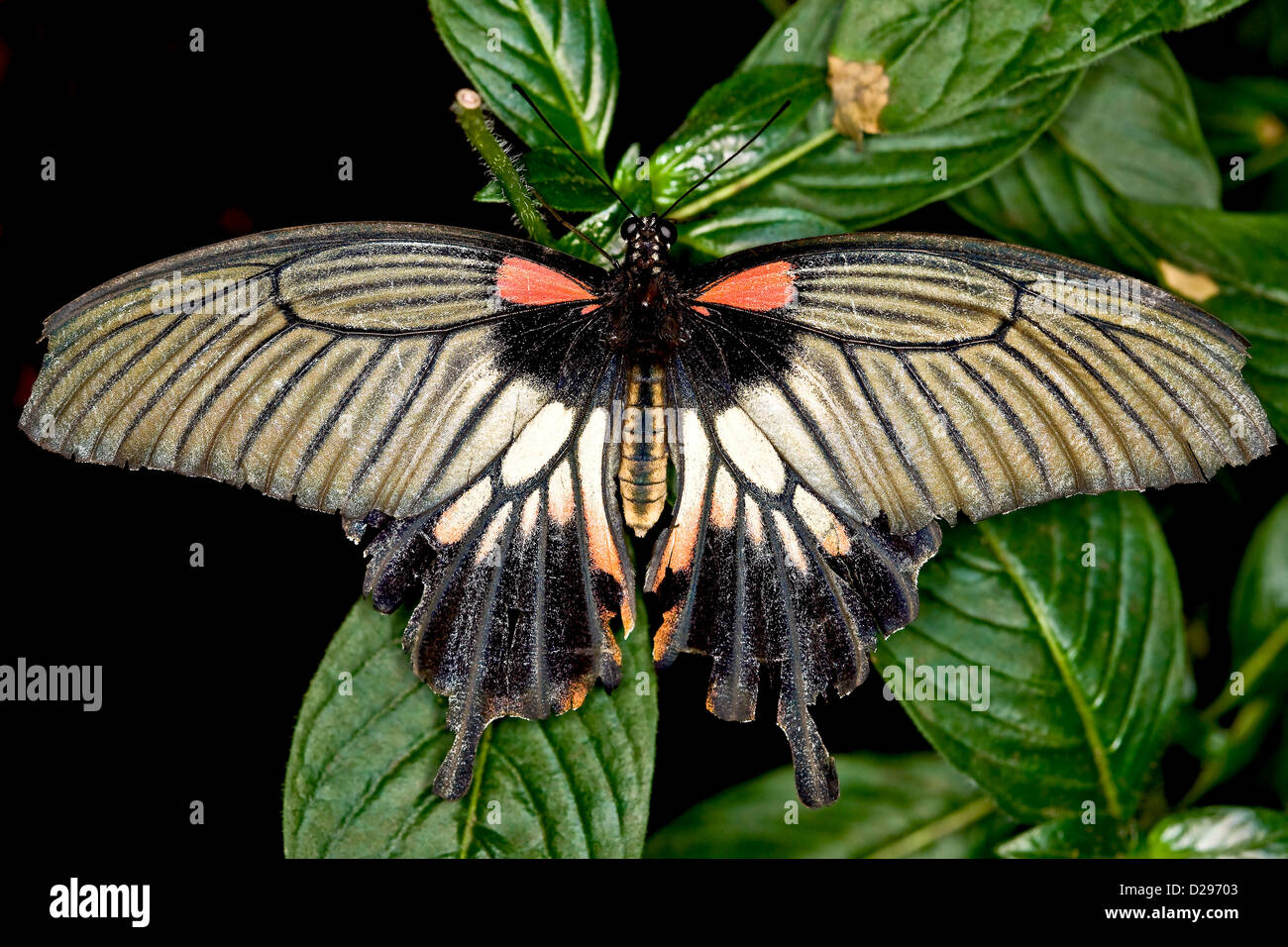 Great mormon swallowtail butterfly hi-res stock photography and images ...