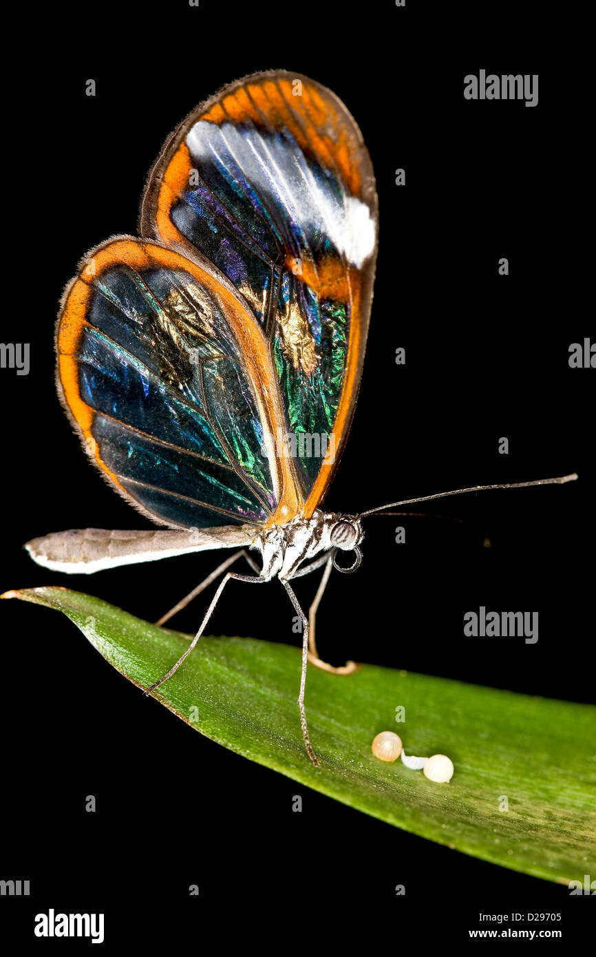 Butterfly with colourful wings hi-res stock photography and images - Alamy