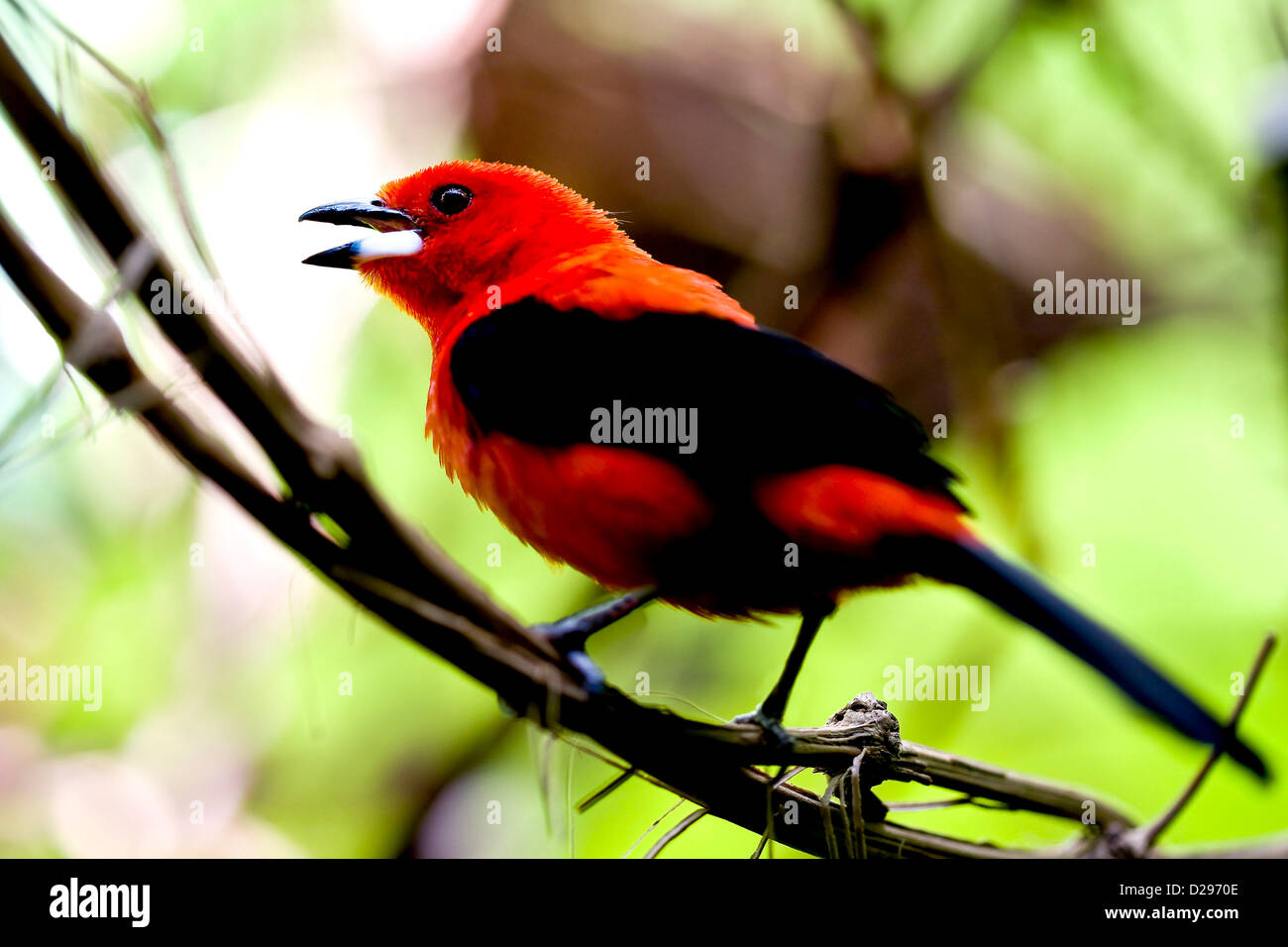 Tropical lowland bird hi-res stock photography and images - Alamy