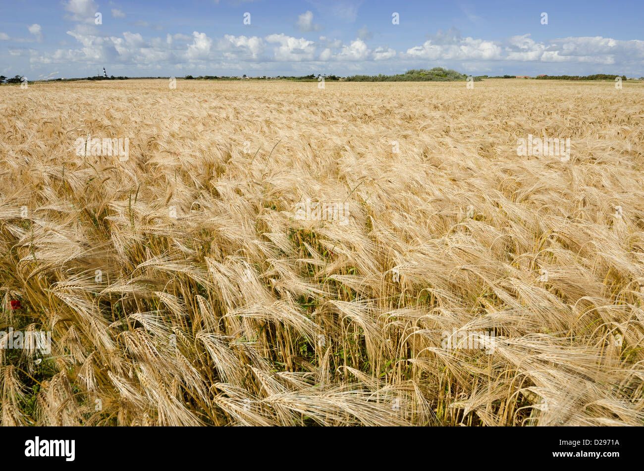 A barley field Stock Photo - Alamy