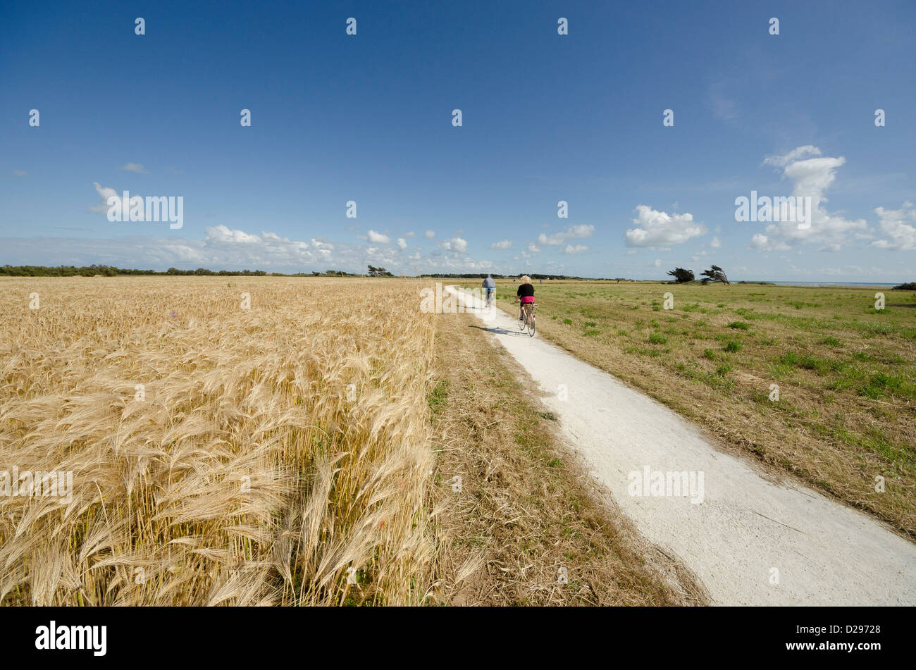 Cycle path run along a barley field, Chassiron, Oléron island, Charente ...