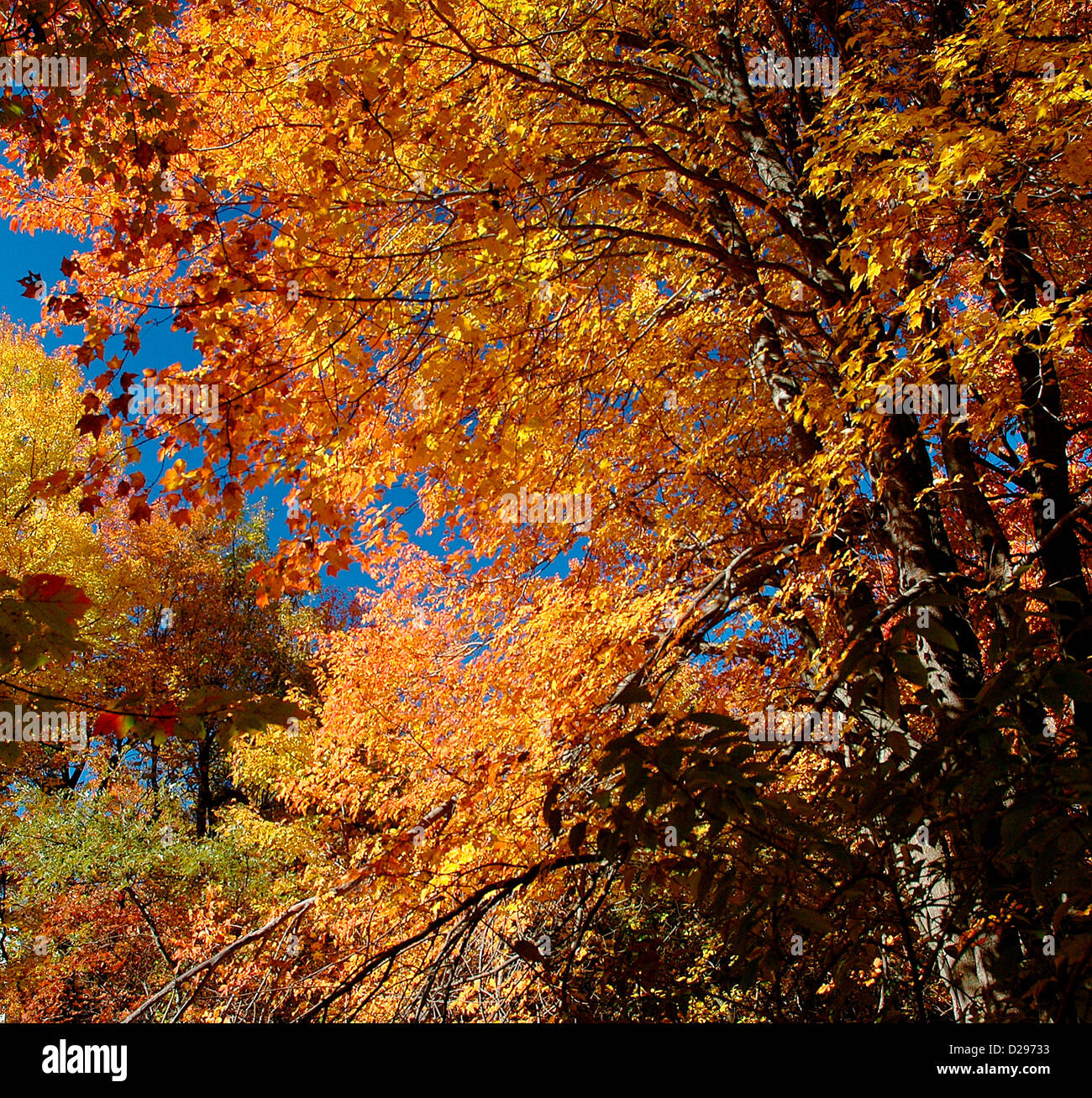Red Maple Tree in Autumn Stock Photo - Alamy