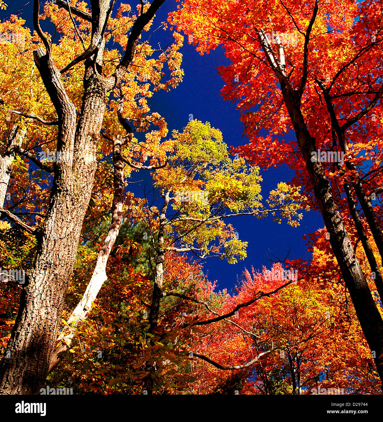 Spectacular Fall Colors Stock Photo - Alamy
