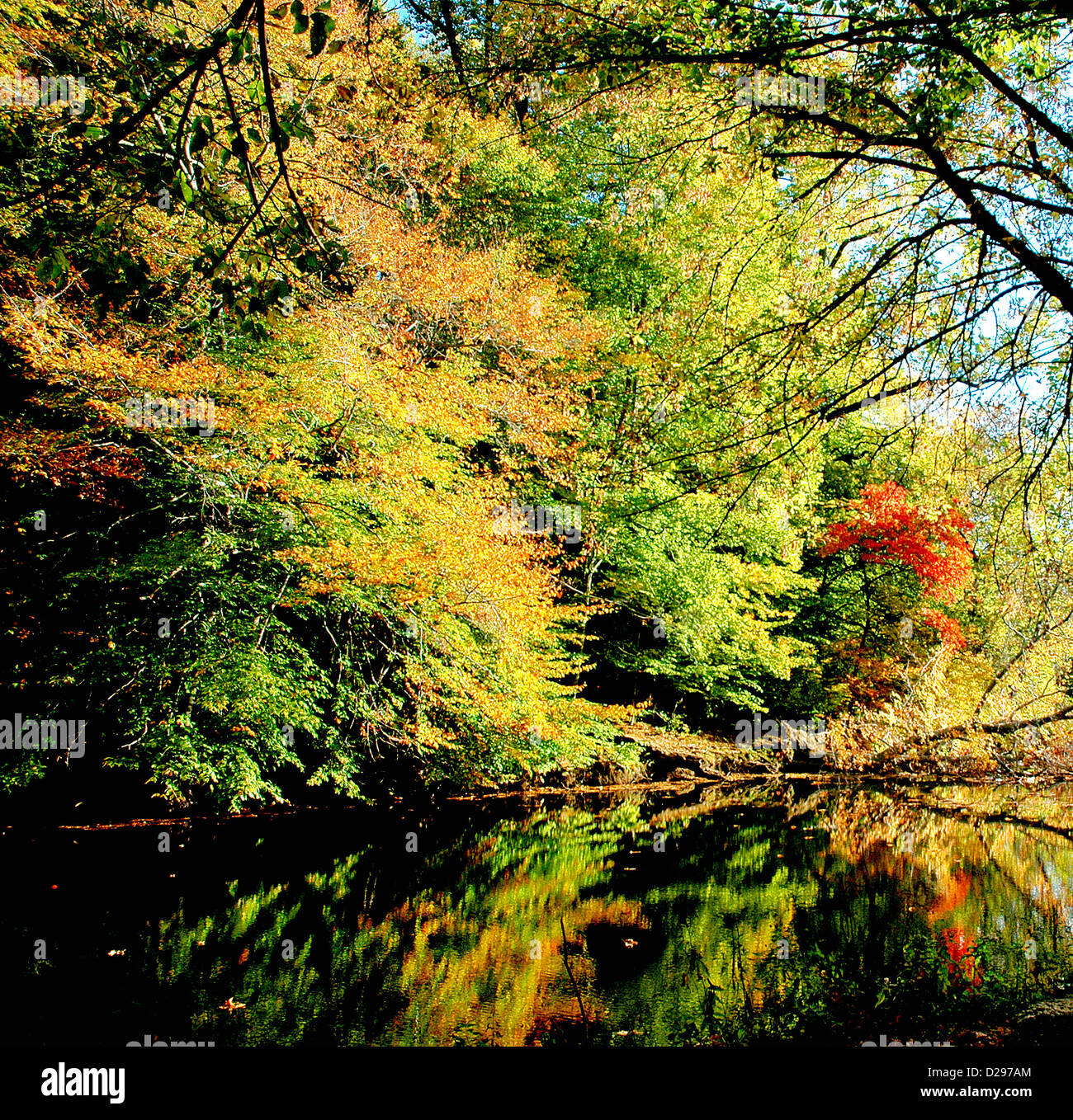 Fall Colors Along a Stream Stock Photo - Alamy