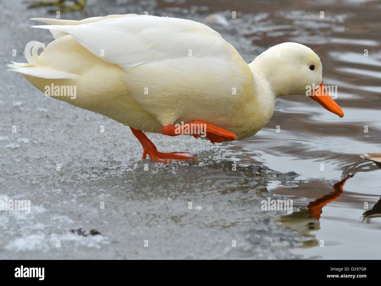 A white duck ponders stepping in the ice-cold water in a park in ...