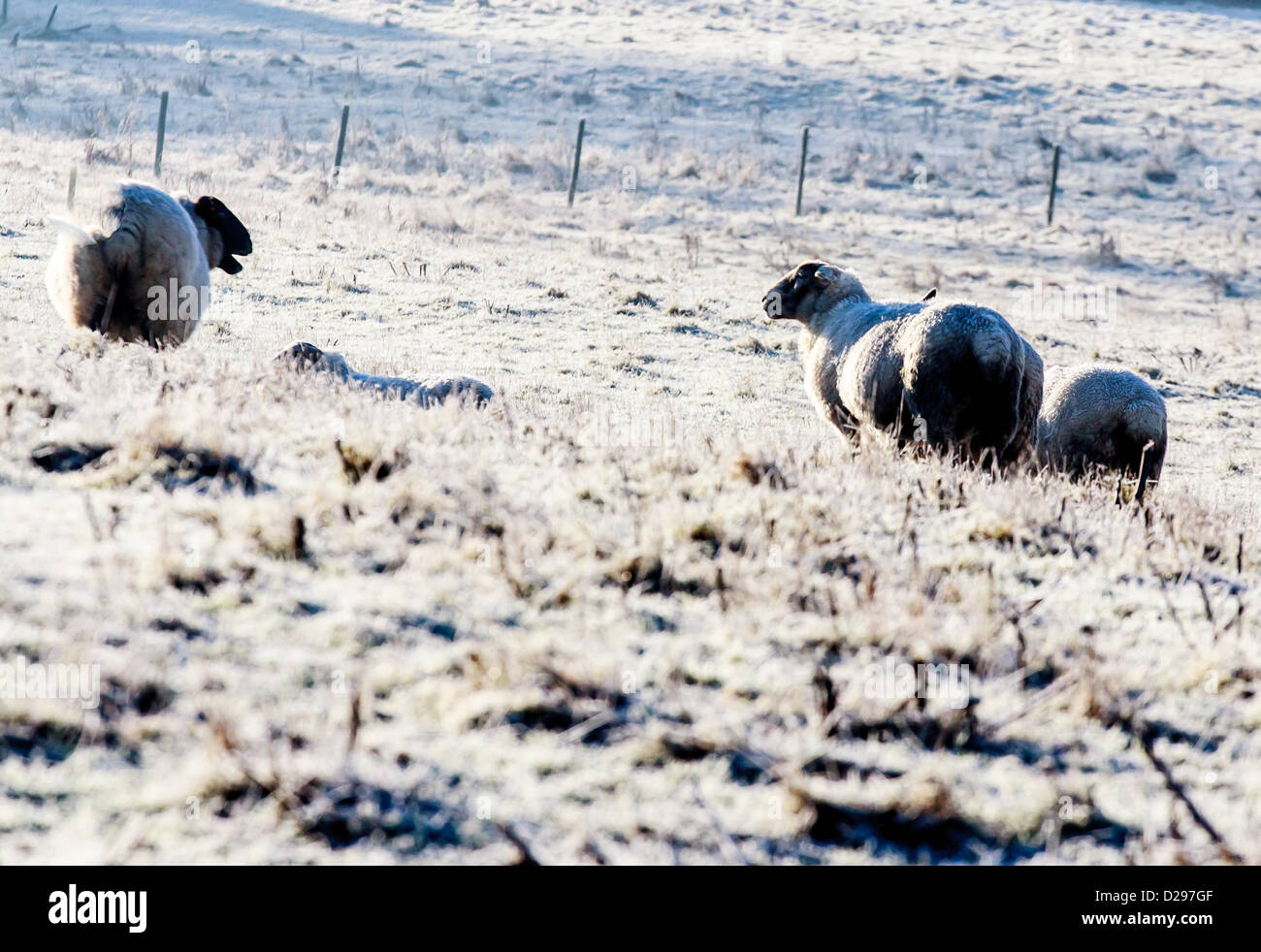 Sheep in frosty field hi-res stock photography and images - Alamy