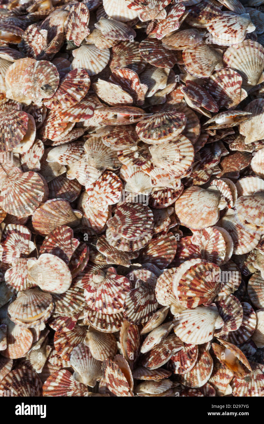 Vietnam, Mui Ne, Mui Ne Beach, Detail of Shellfish Catch Stock Photo ...