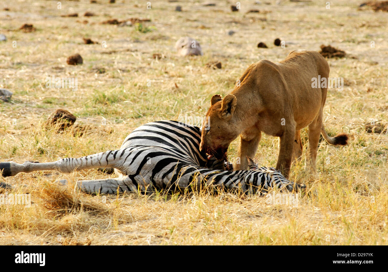 Lion pride hunting zebra hi-res stock photography and images - Alamy