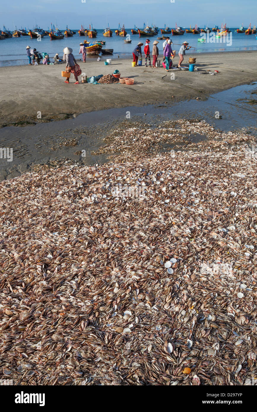Vietnam, Mui Ne, Mui Ne Beach, Shell Covered Beach Stock Photo - Alamy