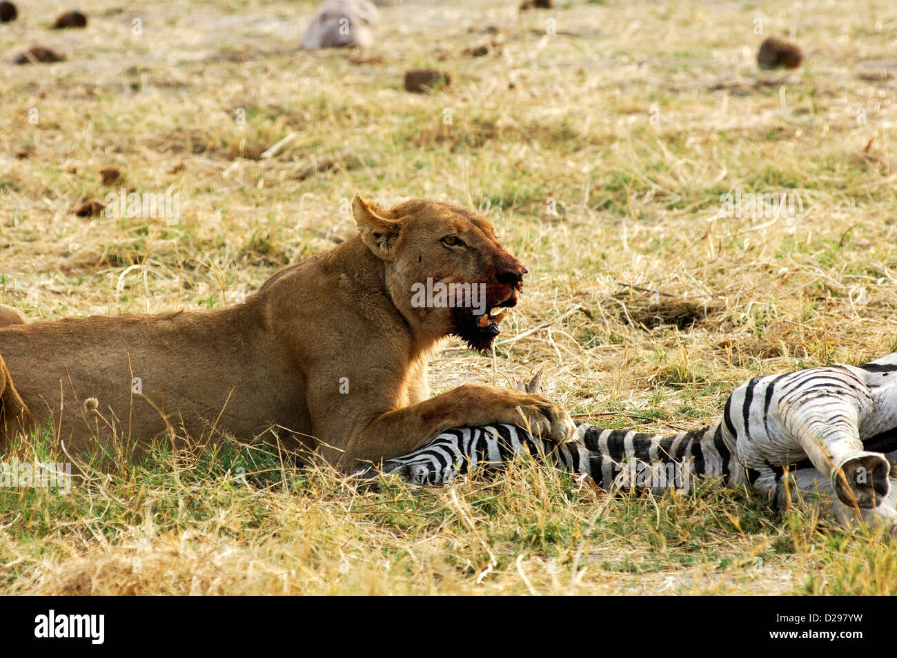 Lioness at a zebra kill hi-res stock photography and images - Alamy