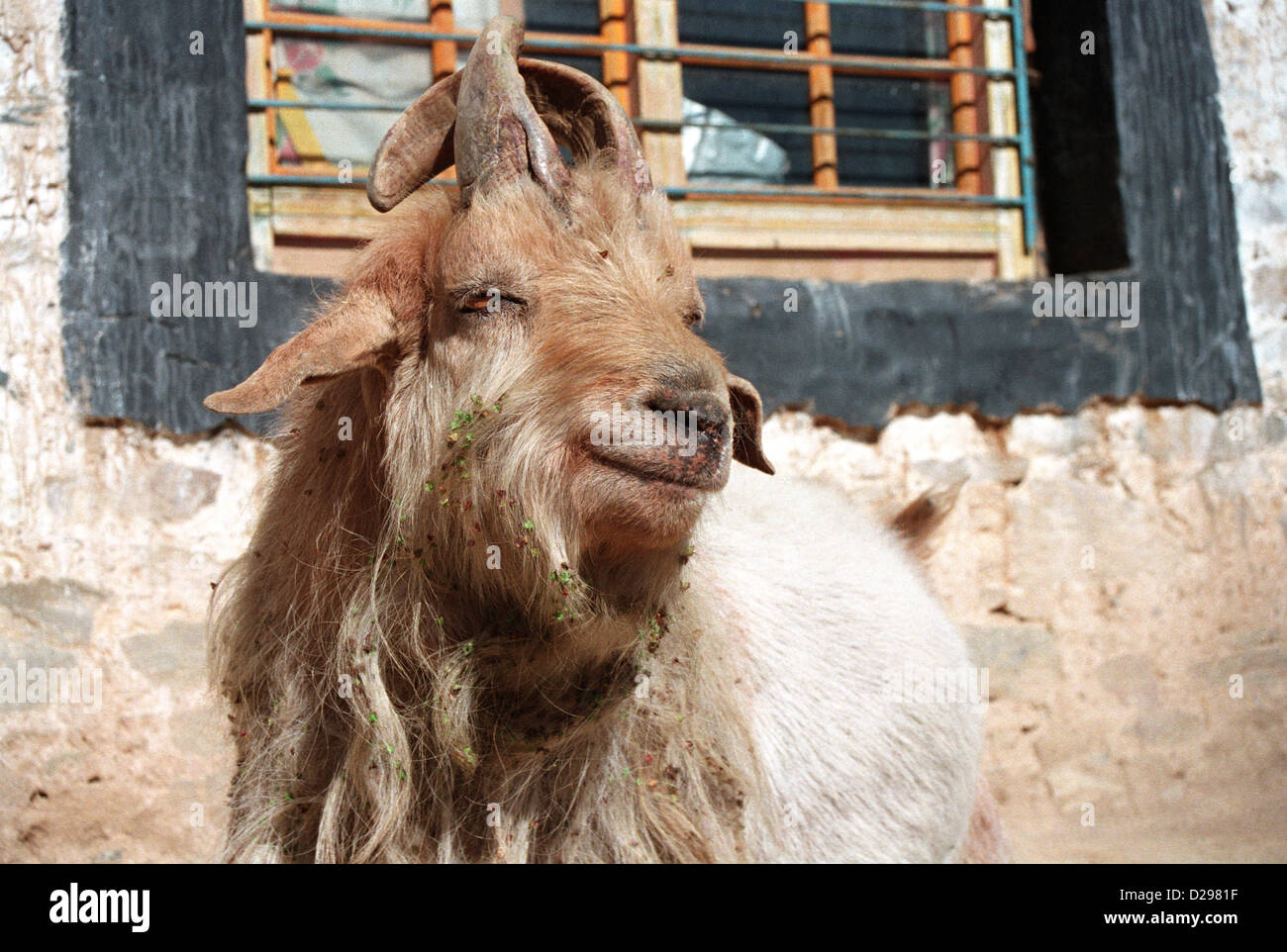 Tibet tibetan yak smiling hi-res stock photography and images - Alamy