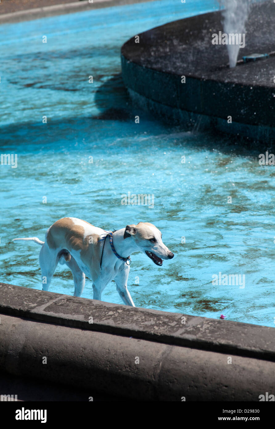 Animalwater hi-res stock photography and images - Alamy