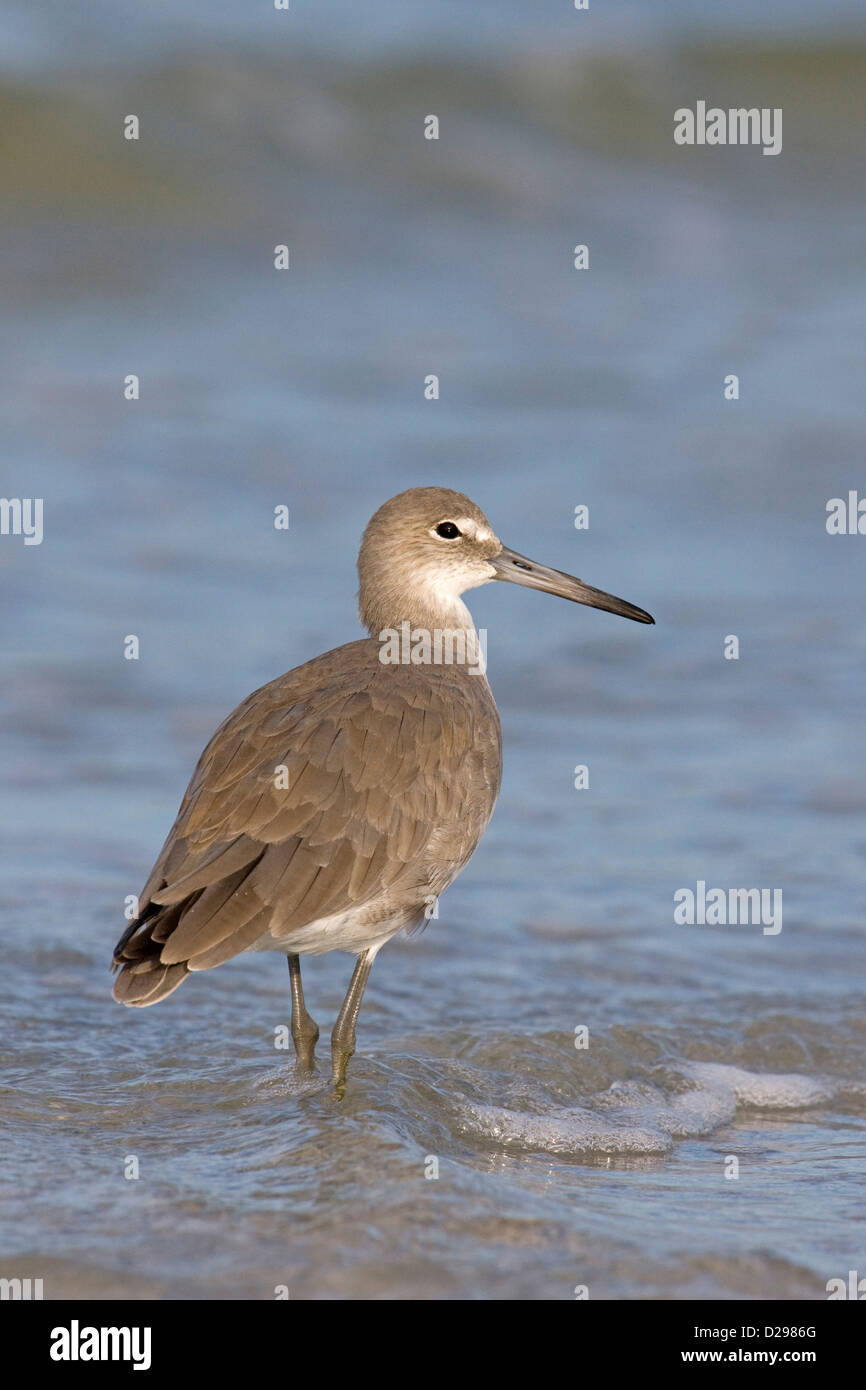 Will bird hi-res stock photography and images - Alamy