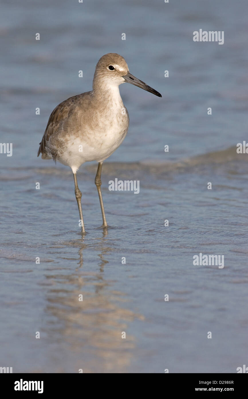 Will bird hi-res stock photography and images - Alamy