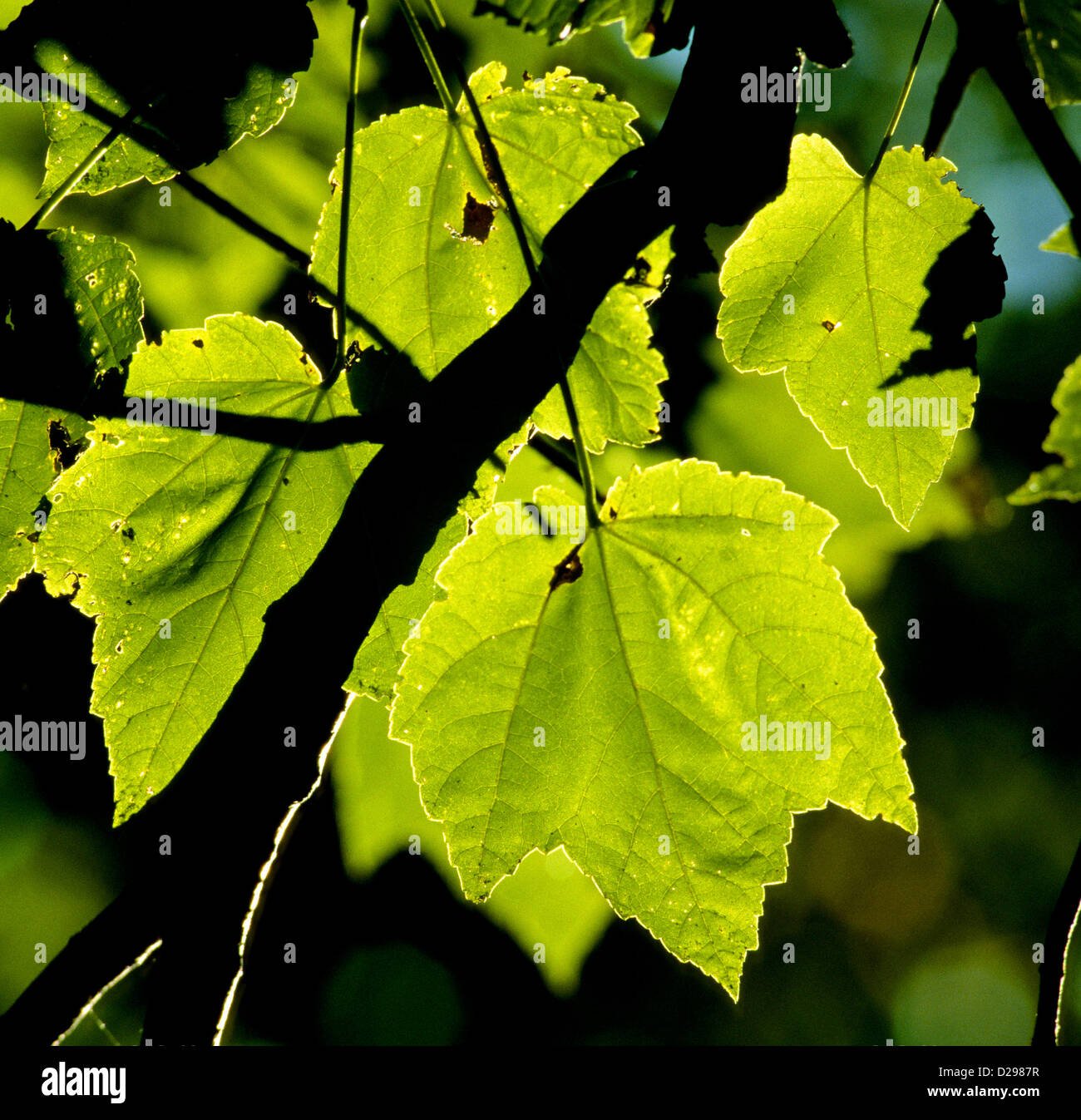 Simple or palmately lobed leaves hi-res stock photography and images ...