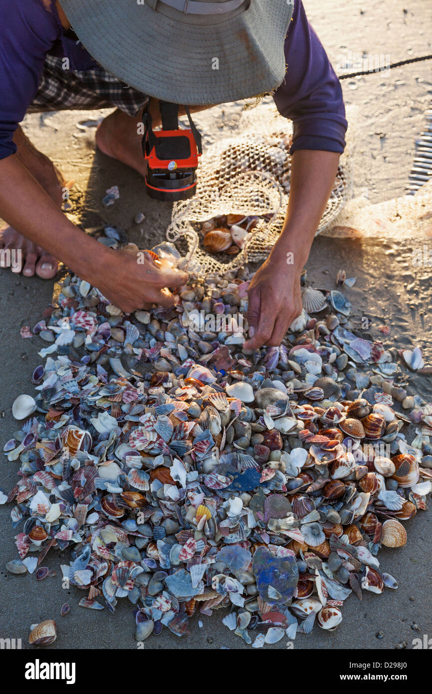 Sorting shellfish hi-res stock photography and images - Alamy