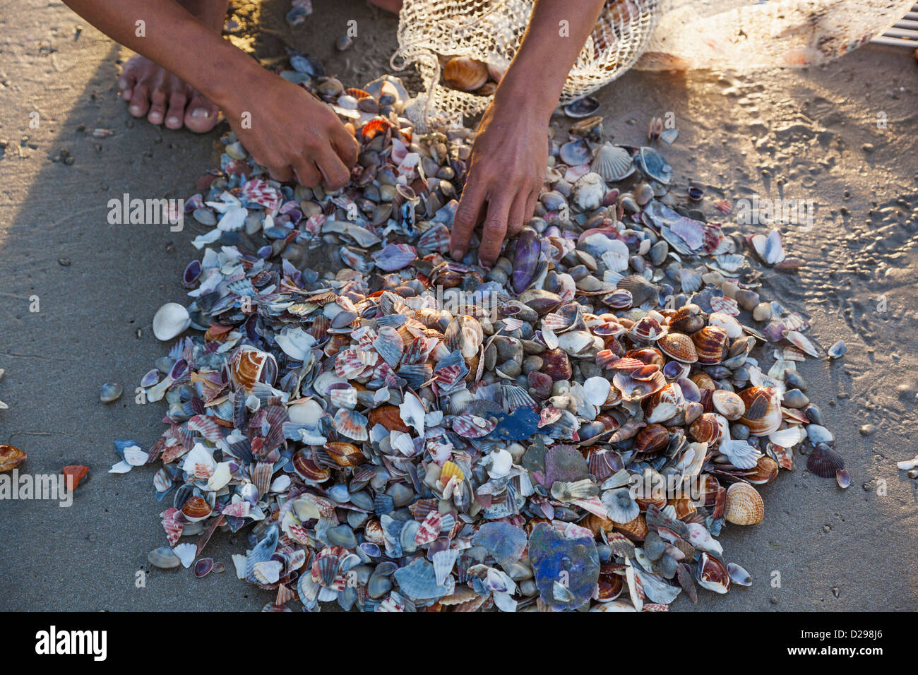 Vietnam, Mui Ne, Mui Ne Beach, Shellfish Fisherman Sorting Catch Stock ...