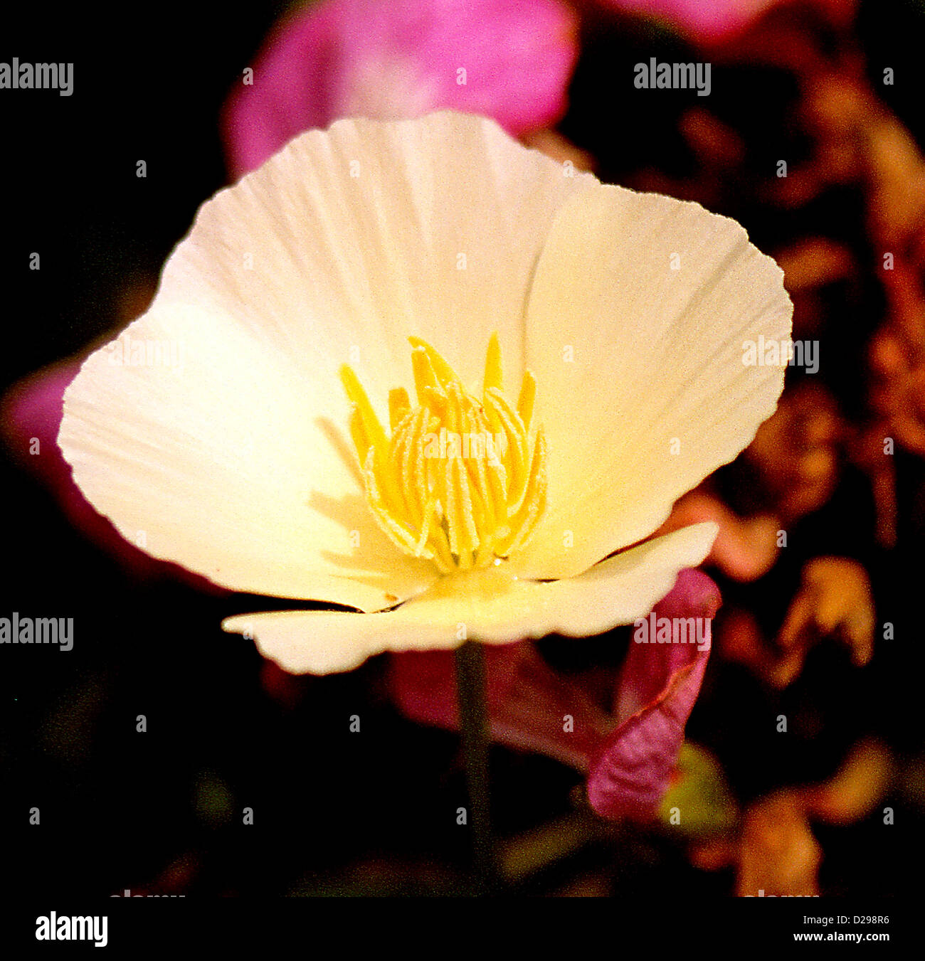 Poppy flower male structures hi-res stock photography and images - Alamy