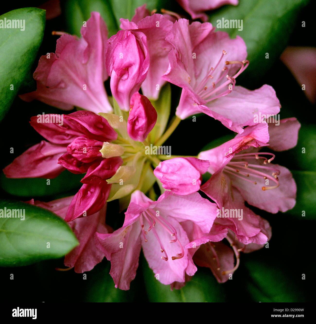 Rhododendron taxonomy hi-res stock photography and images - Alamy