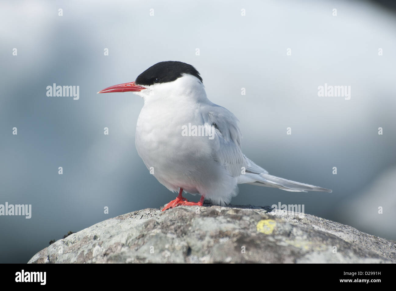 Antarctic tern sitting on a rock Stock Photo - Alamy