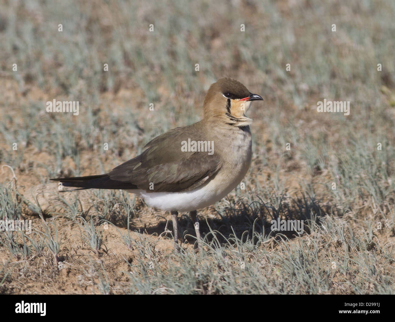 Black-winged pratincole (Glareola nordmanni) that sits in the desert ...