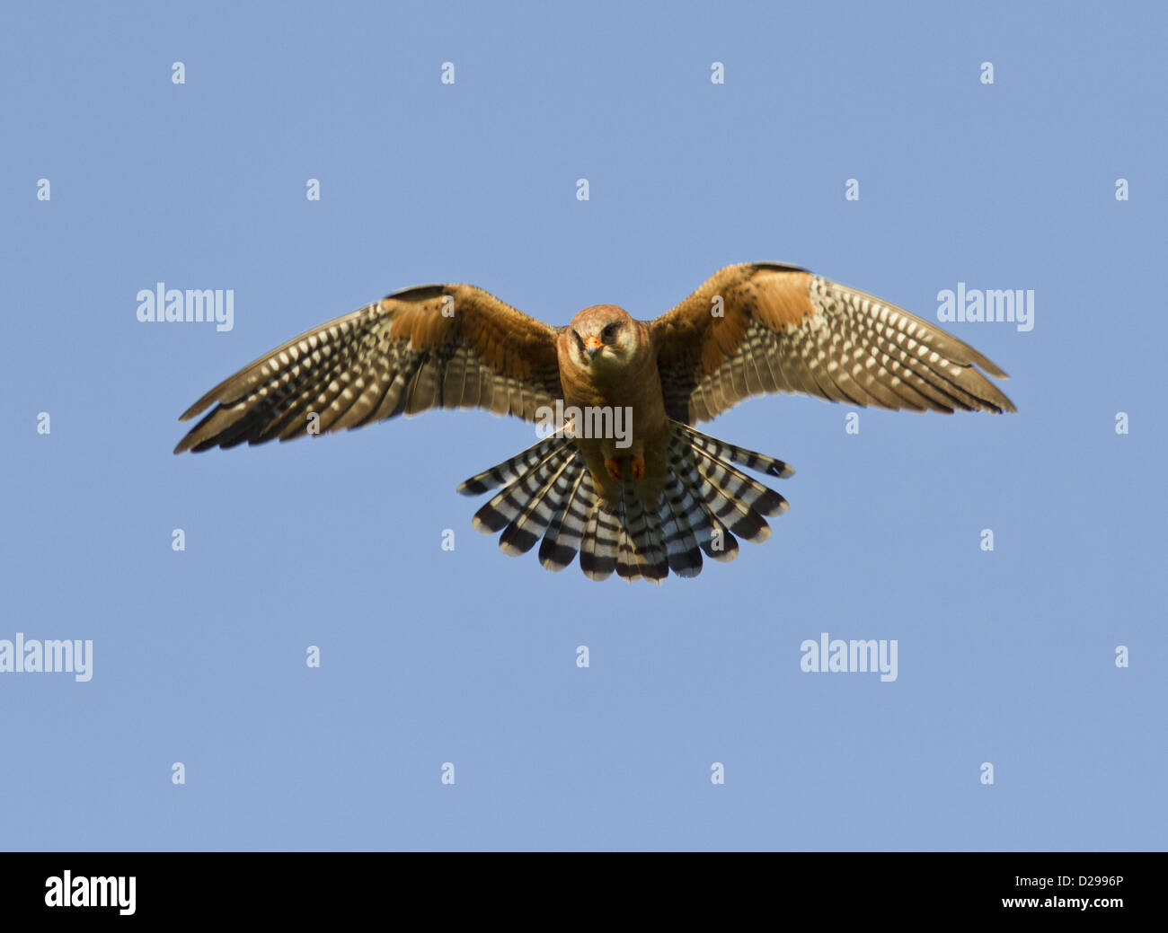The female Red-footed falcon in flight Stock Photo - Alamy