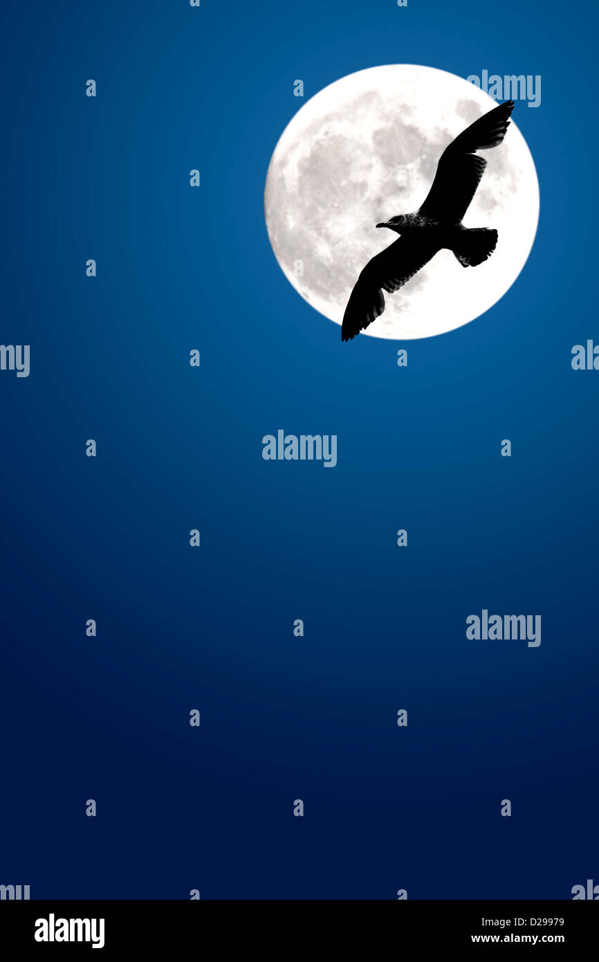 Bird flying in moon hi-res stock photography and images - Alamy