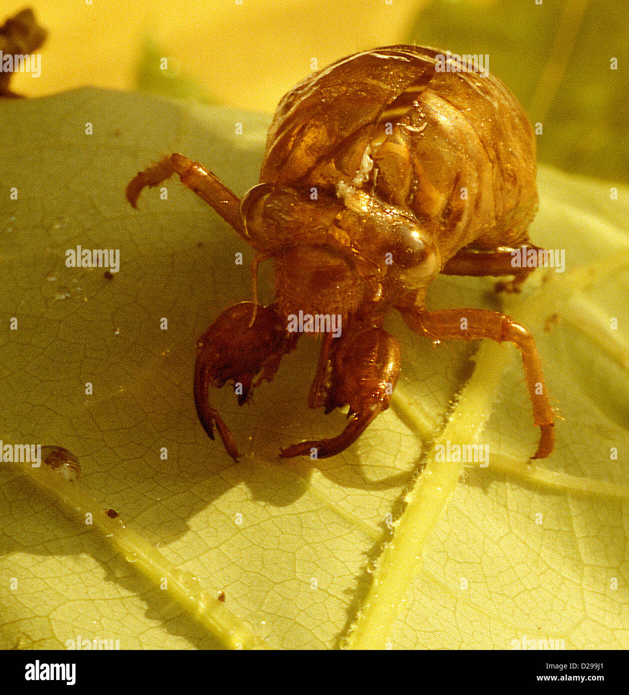 Dogday Harvestfly Exoskeleton Stock Photo - Alamy
