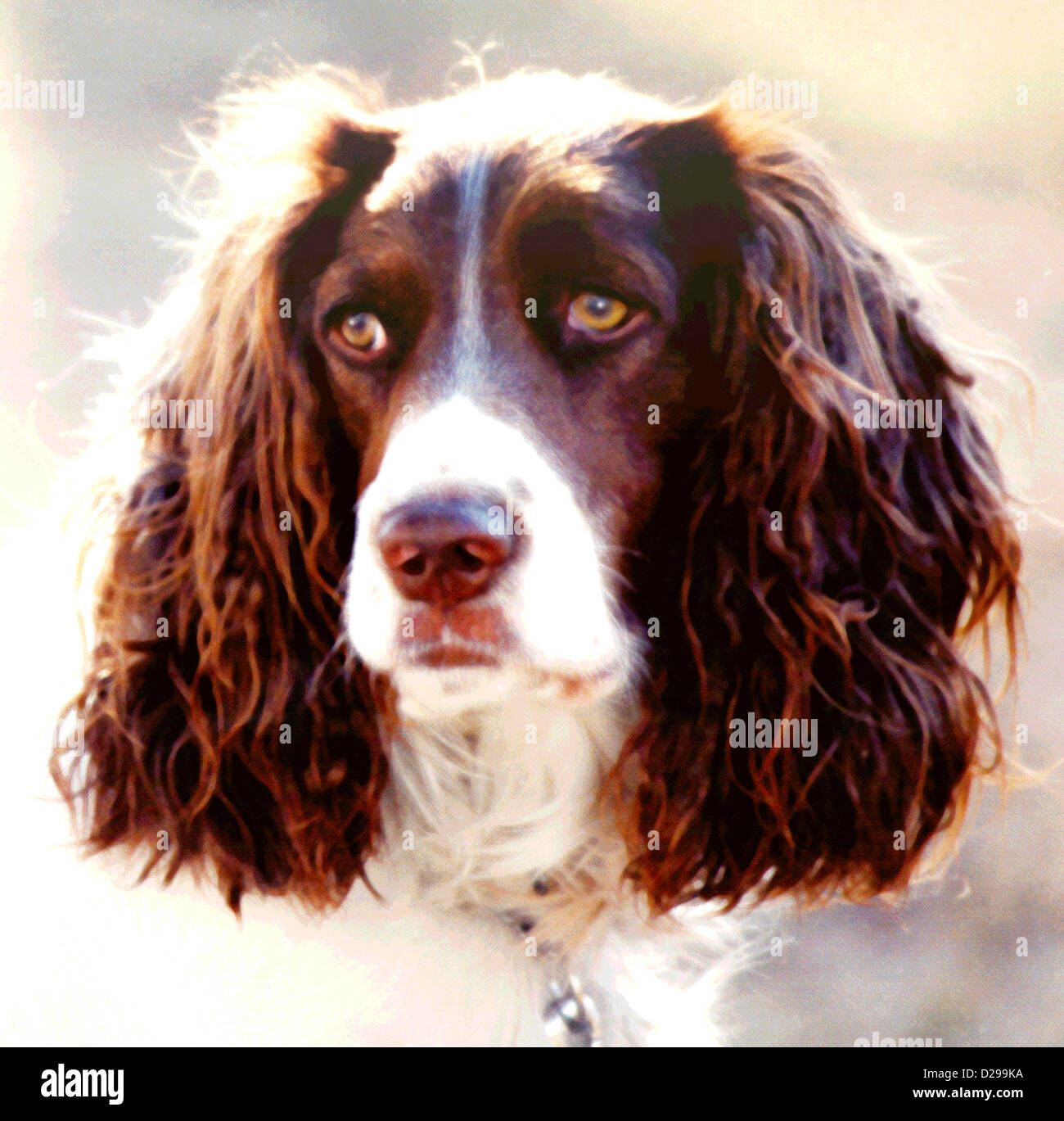 Sad dog eyes spaniel hi-res stock photography and images - Alamy