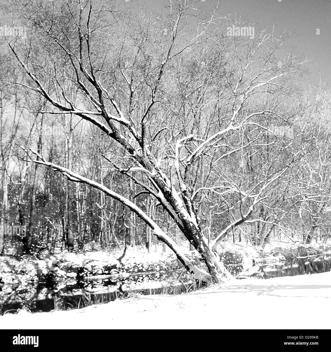 Sycamore Tree, Winter, Stream Stock Photo - Alamy