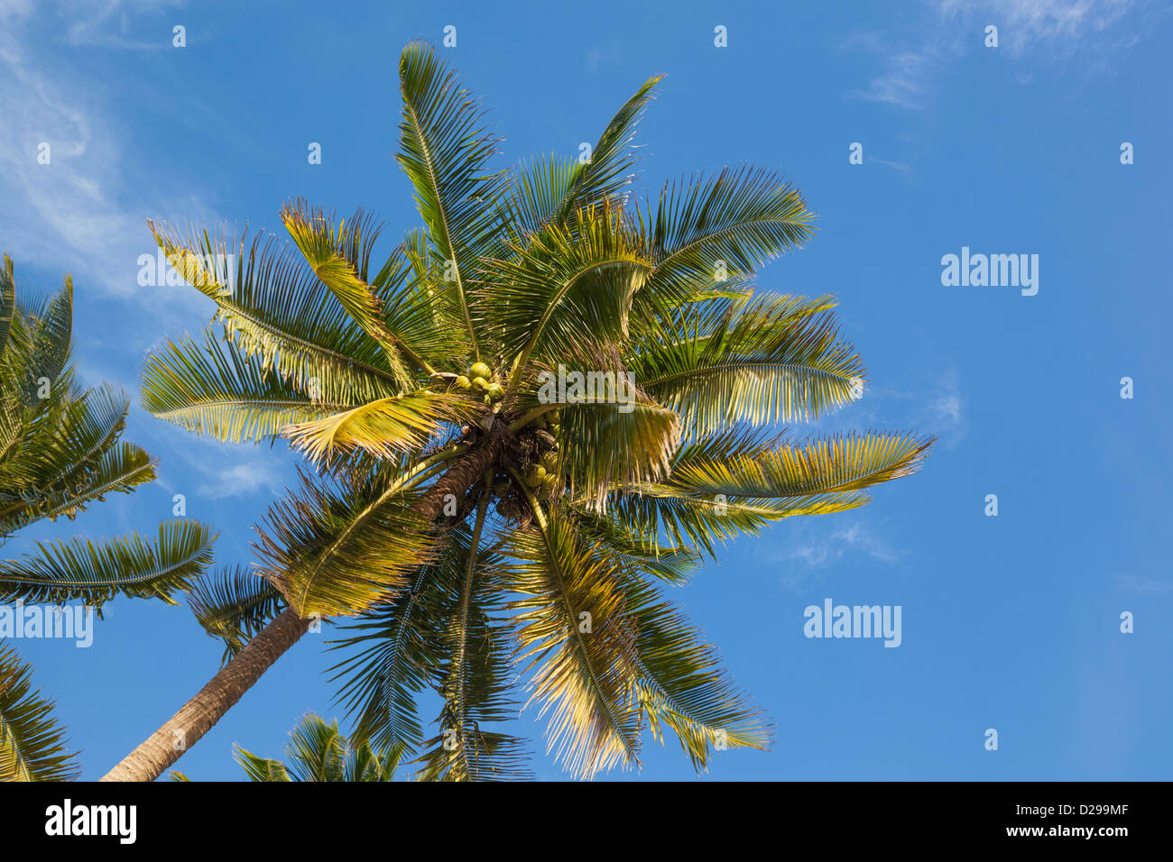 Vietnam, Mui Ne, Mui Ne Beach, Palm Trees Stock Photo - Alamy