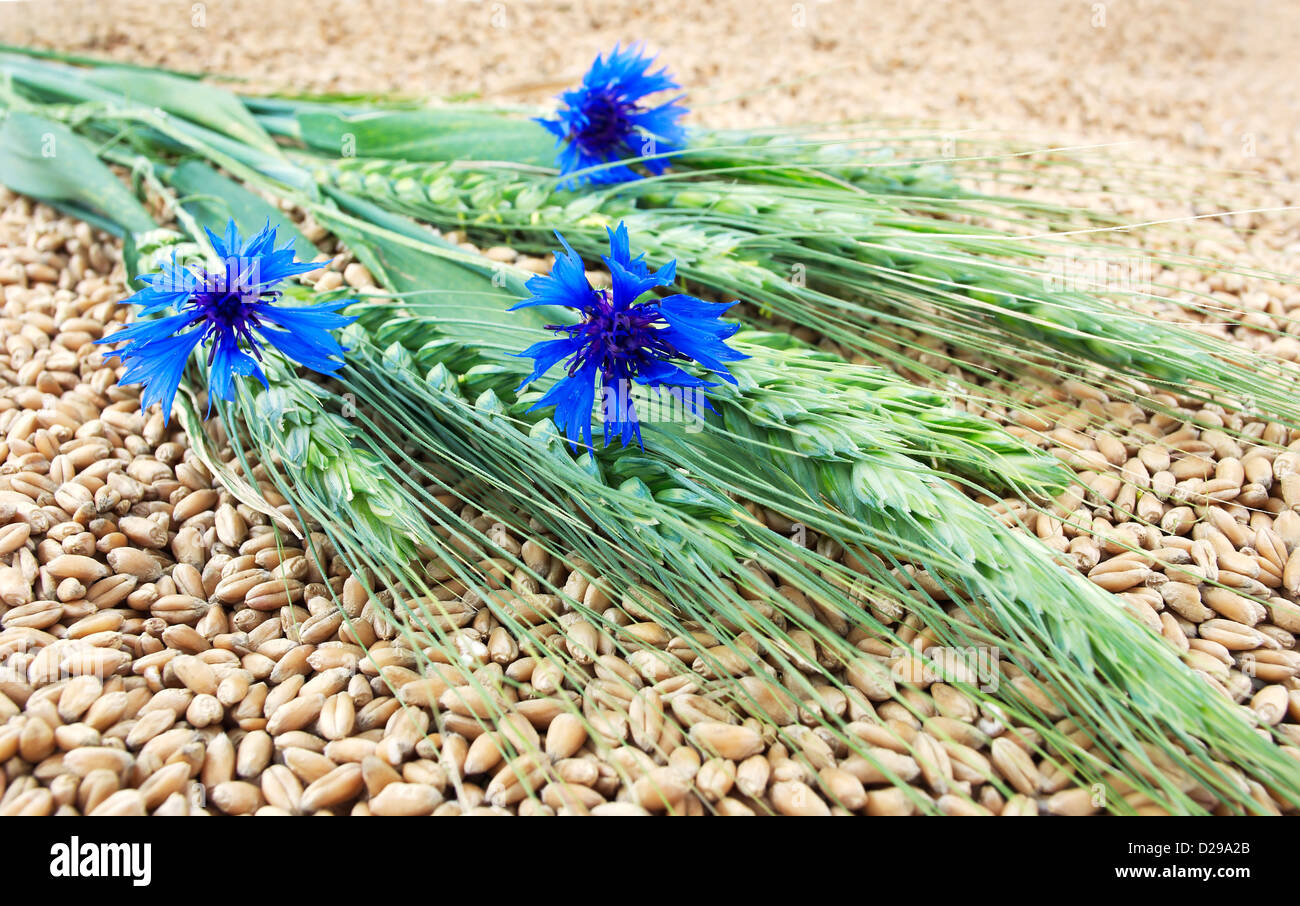 Wheat still life Stock Photo - Alamy