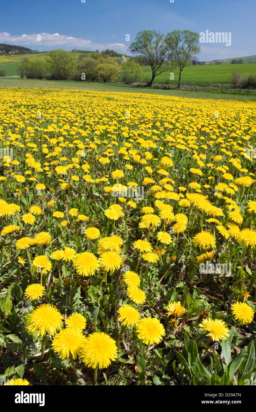 Spring landscape with dandelions Stock Photo - Alamy